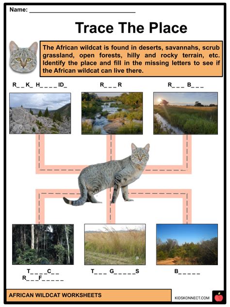 African Wildcat Worksheets And Facts Taxonomy Anatomy Habitat