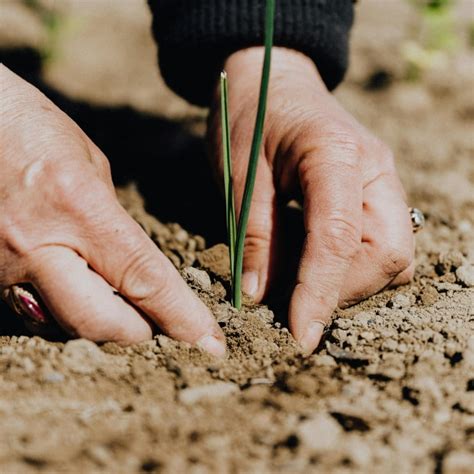 Soil Texture Analysis Boosts Garden Growth Master Your Soil