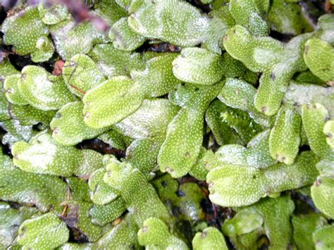 Plant Systematics Chapter 3 Bryophytes Flashcards Quizlet