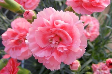 Les 5 Plus Beaux Oeillets Roses Promesse De Fleurs