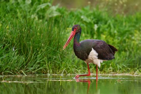 Nabran Sahillərində Quş Müşahidəsi Azerbaijantravel