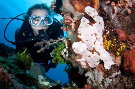 Scuba Diving In Puerto Galera Philippines Zublu