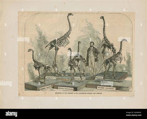 Dinornis Giganteus Print The North Island Giant Moa Dinornis Novaezealandiae Is One Of Two