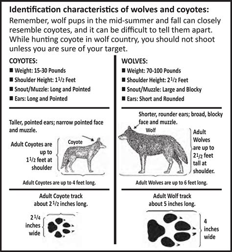 An Image Of Gps Tracking Of Multiple Wolves In Six Different Packs