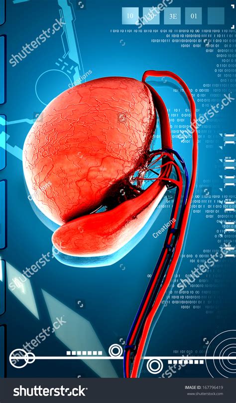 Digital Illustration Testicles Colour Background Stock Illustration Shutterstock
