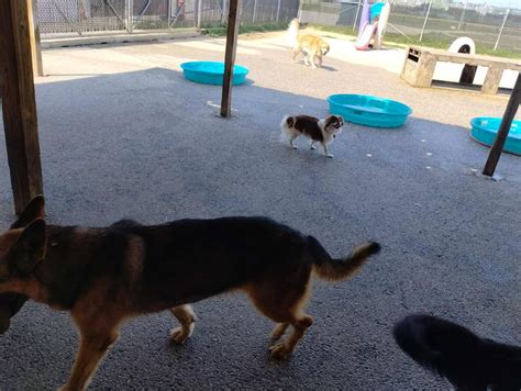 Downtown Dog Downtown Dog Resort And Animal Hospital