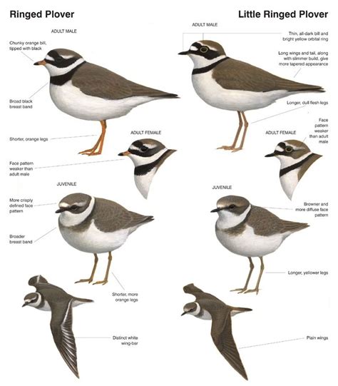 Comparison Little Ringed Plover Vs Ringed Plover Difference Between