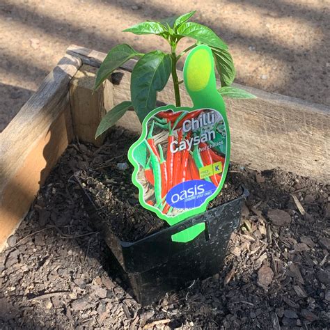 Chilli Caysan Northcote Nursery