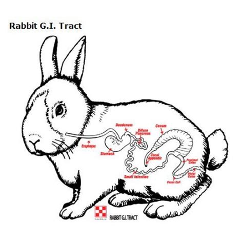 Rabbit Digestive System Diagram Printable
