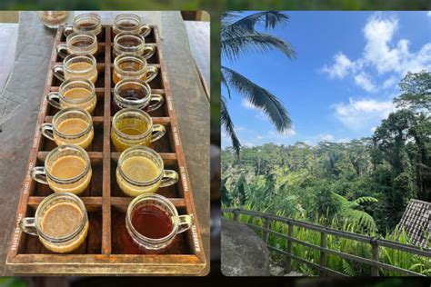 9 Coffee Plantations In Ubud Best For Coffee Lovers