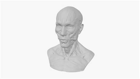 Human Head Anatomy 3d Model Turbosquid 1837458