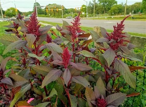 Amaranthus Houseplant At Gail Pagano Blog