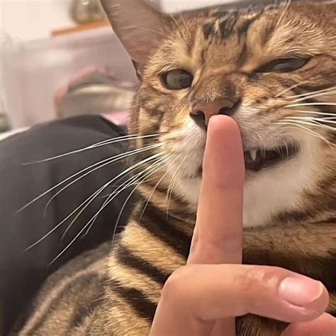 100 Meme Suỵt Hài Hước Phủ Sóng Mạng Xã Hội Năm 2026