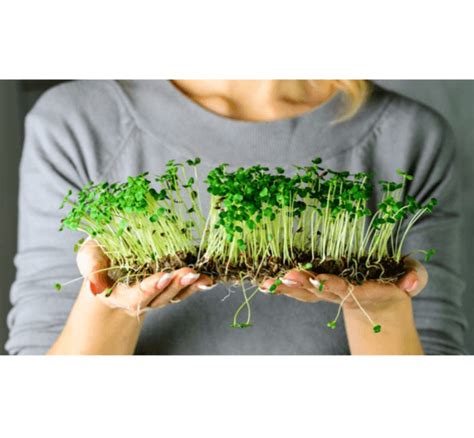Growing Microgreens Rc Master Gardeners