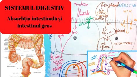 Admitere Medicinasistemul Digestiv 4 Absorbtia Intestinala Si
