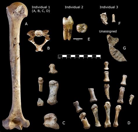 Bones Stored In Box For Decades Turn Out To Be Neanderthal Remains