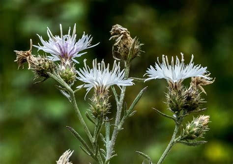 Spotted Knapweed Ssisc