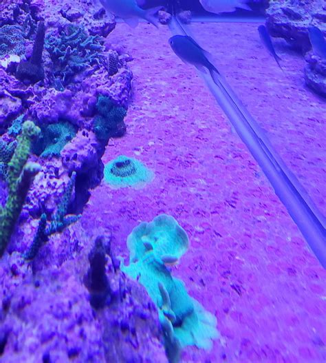 Plating Coralline Algae Reef2reef