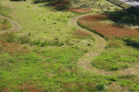Grass Path Holding The World In A Paper Cup