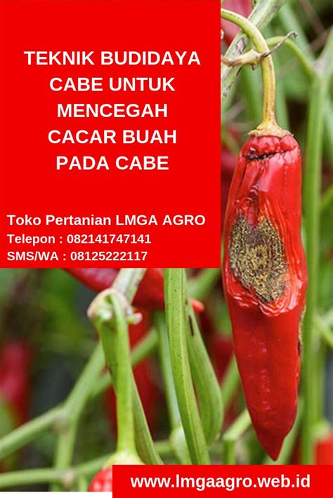 Teknik Budidaya Cabe Untuk Mencegah Cacar Buah Pada Cabe Vegetables