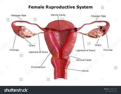 Female Reproductive Anatomy Internal Filefemale Reproductive System