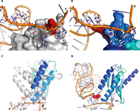 Interactions Between The Stop Codon And The Erf1 N Terminal Domain A