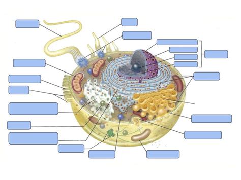 Anatomy And Physiology I Lab Chapter 4 Structure Of A Cell Diagram