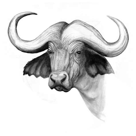 How To Draw Water Buffalo
