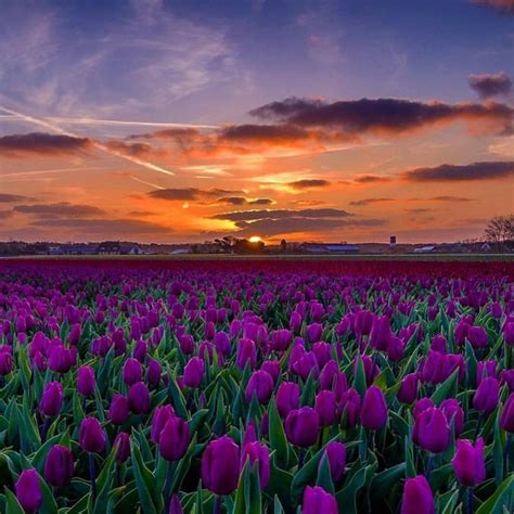 Purple Tulips At Sunset