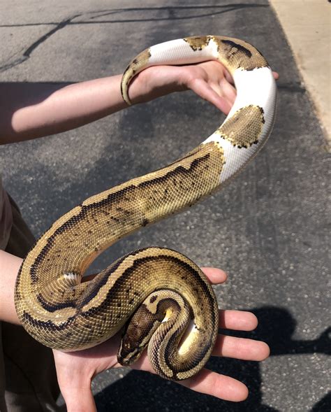 Reptile Rescue