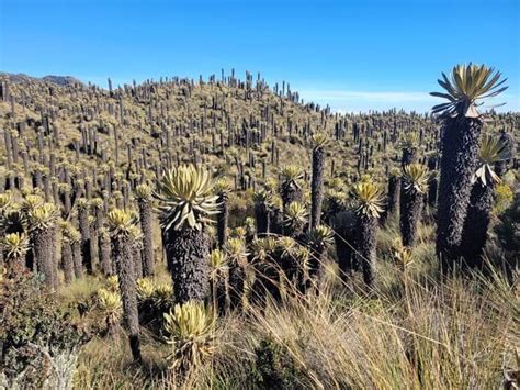 Páramo De Murillo Mon Coup De Cœur Des Andes Colombiennes