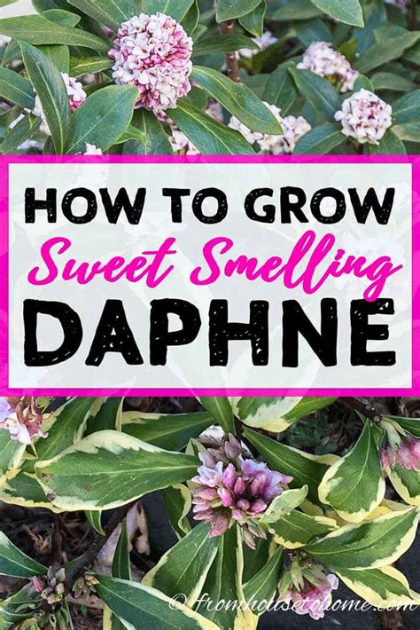 How To Grow A Daphne Bush To Fill Your Garden With Fragrance
