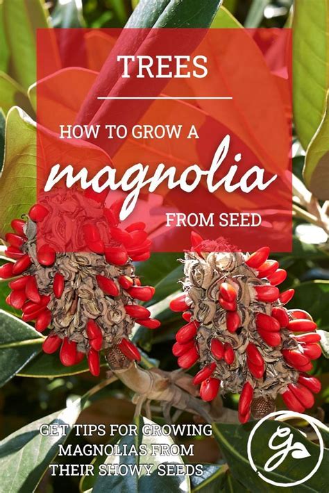 How To Plant Magnolia Tree From Seed At Susan Burke Blog