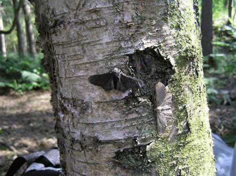 Black And Peppered Moths On Pollution Free Tree Peppered Moth Is Seen