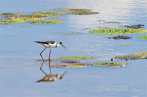 장다리물떼새 Black Winged Stilt