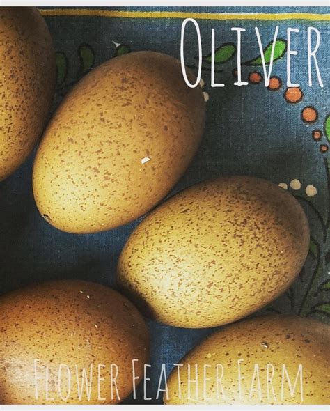 Wheaten Oliver Chicks — Flower Feather Farm Chicks And Dahlias