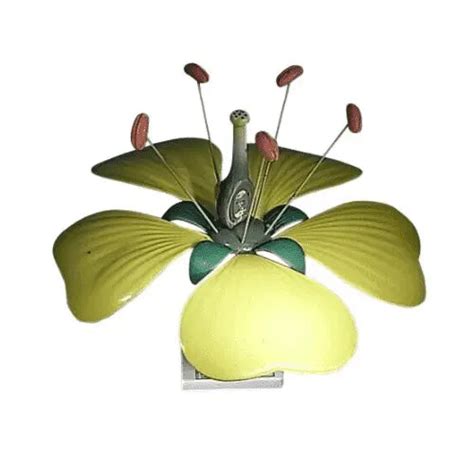 Botany Models Lab Equipment Lab Consumables Science Equip Science Equip