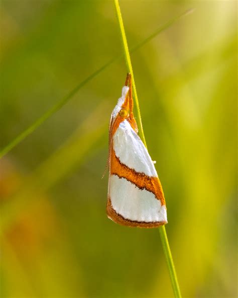 Gorgeous Grass Moth Focus On Natives