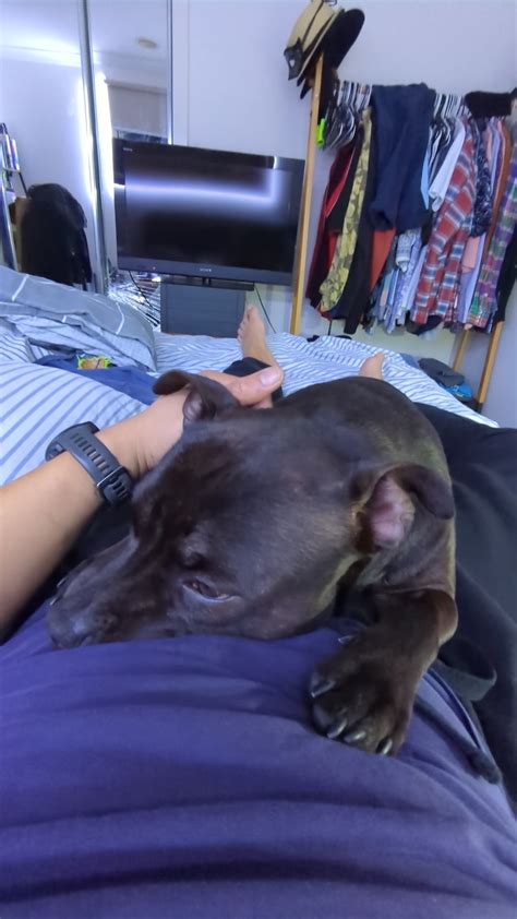 Meet Luna The Cheeky Bobuh Rstaffordbullterriers