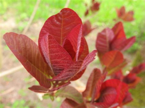 Baumschule Eggert Blütensträucher Baumschulen Heckenpflanzen Köp Perukbuske Grace Cotinus