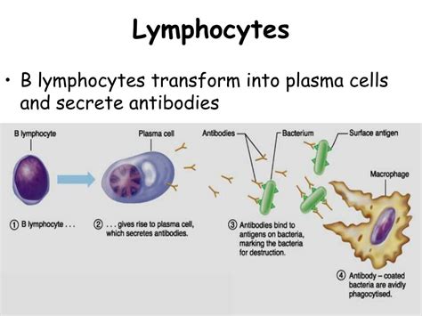 Ppt Hematopoiesis Powerpoint Presentation Free Download Id4122509