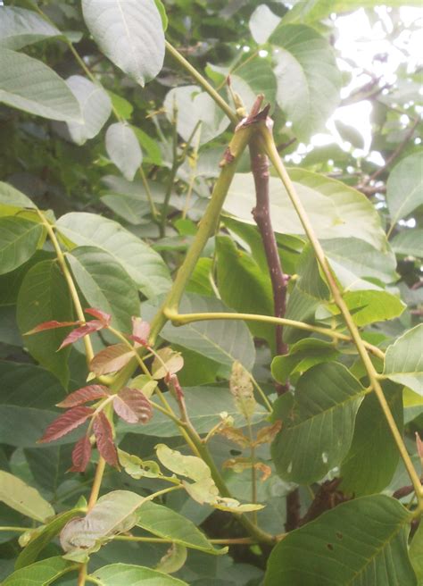 The Ultimate Squirrel Deterrent The Blog Of Gb Uk