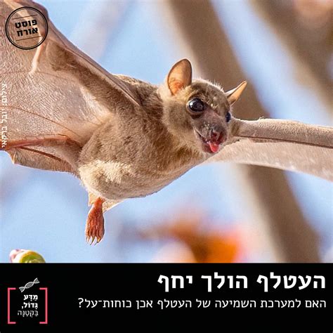 מדע גדול בקטנה בקטנה עטלפים נחשבים מומחים שמיעתיים