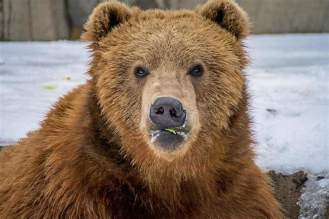 Kodiak Grizzly Bear Diet