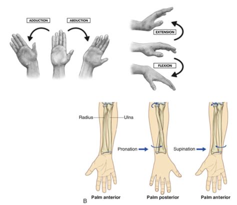 Forearm And Hand Flashcards Quizlet