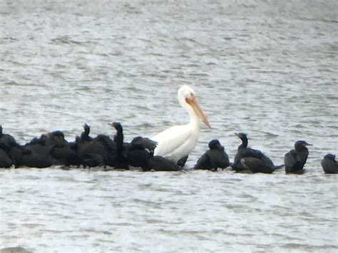 Ebird Checklist 16 Apr 2021 Bald Eagle Sp 41 Species