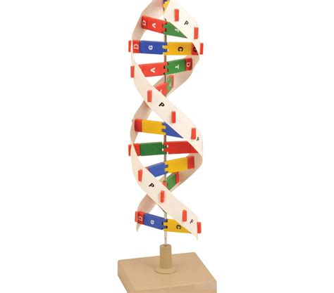 Buy Dna Model Kit Molecular Biology Structure Model For Schools And La