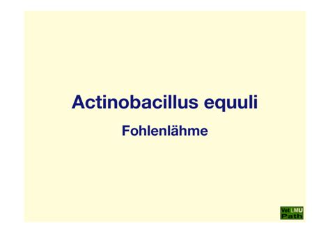 53actinobacillusequuli