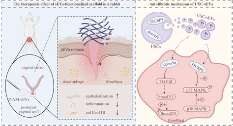 Usc Derived Small Extracellular Vesicles Functionalized Scaffolds Prom
