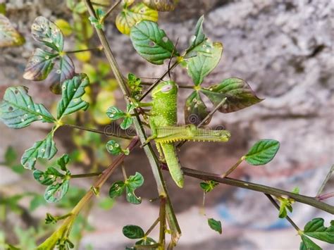 Grasshopper Stock Image Image Of Funny Fauna Fence 328452627